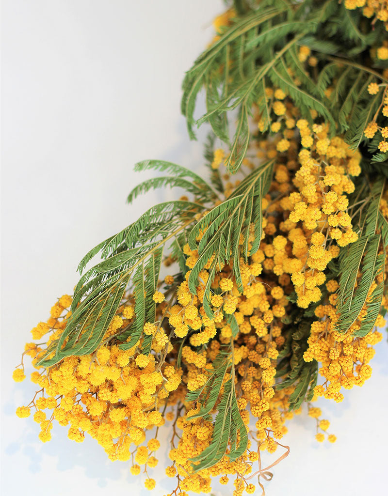 Halloween Dried Flowers & Preserved Foliage | Get Wholesale Discount ...
